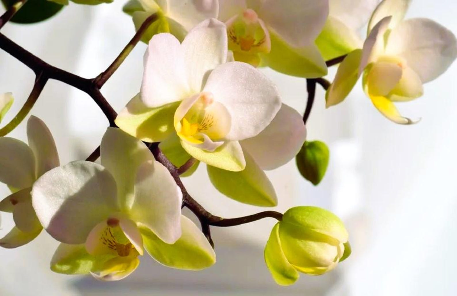 10 Seeds of White Orchid Tree, Fast Growing, Outdoor - Etsy