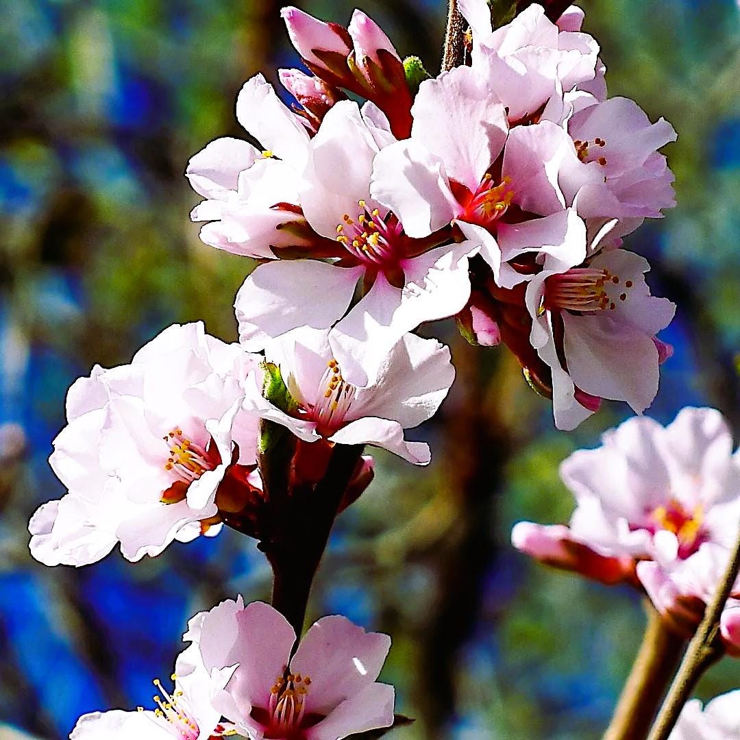 5 Seeds of Nanking Chinese Dwarf Cherry Tree, Fast Growing - Etsy