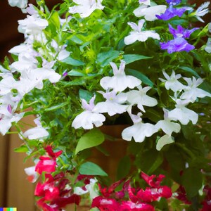 100 Seeds of Cascade Lobelia Mix, Fast Growing, Fresh Flower - Etsy