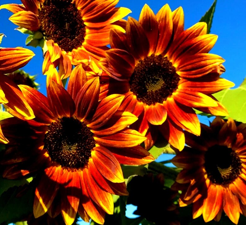 10 Seeds of Earthwalker Sunflower, Fast Growing - Etsy