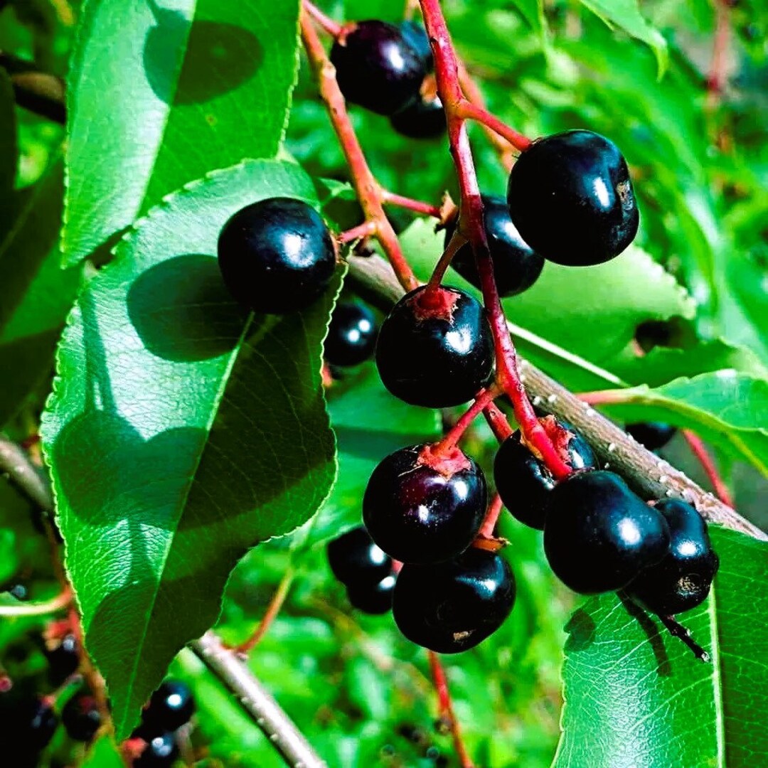 5 Seeds of Black Cherry Tree, Fall Color Flower Plant - Etsy