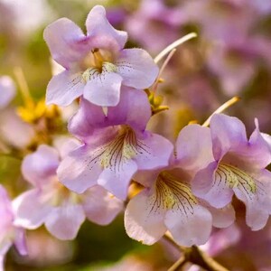 50 Seeds of Princess Tree, Fast Growing, Fresh Flower - Etsy