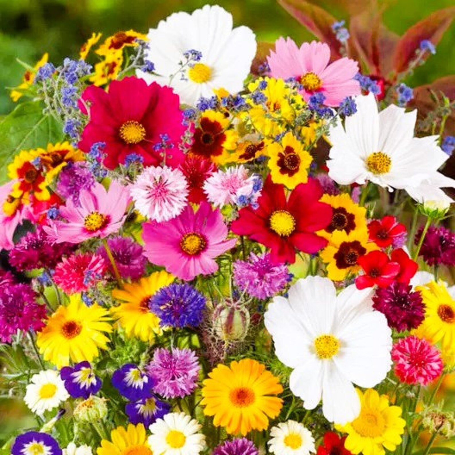500 Seeds of Wildflower Mix Country Garden, Non GMO, Fast Growing - Etsy