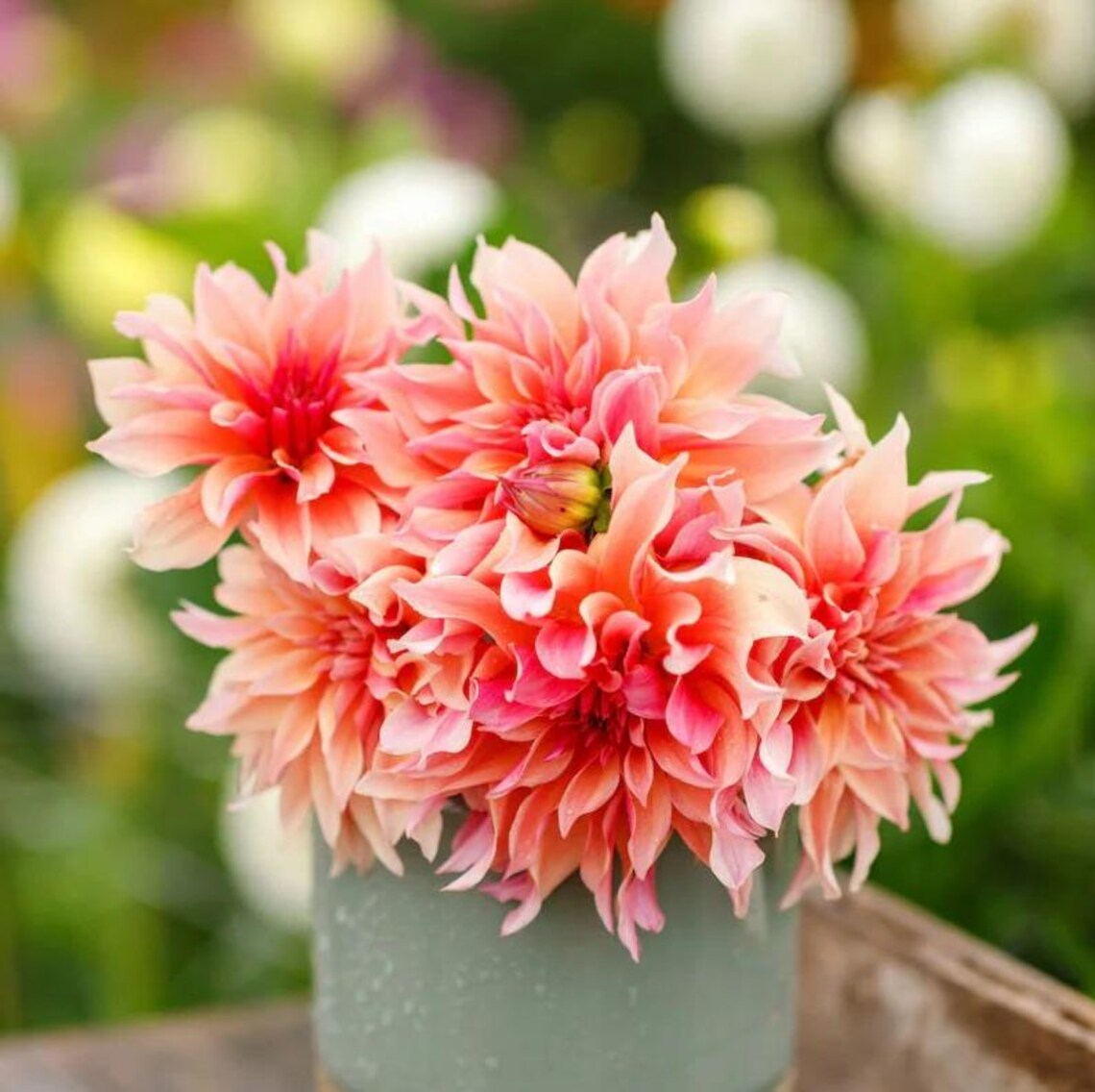 100 Pink Labyrinth Dahlia Seeds Perennial Authentic Seeds Fast Growing ...