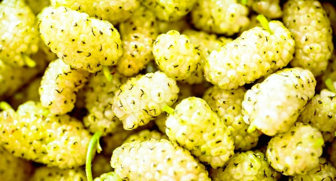 50 White Mulberry Seeds, Edible Fruit Plant Seeds, Sweet Mulberry Tree ...