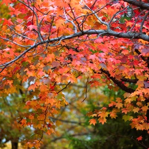 40 Red Maple Seeds, Fast Growing Tree, Acer Rubrum Seeds, Tree Seeds ...
