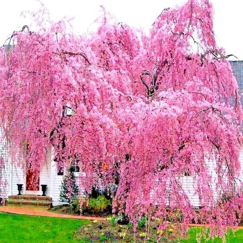 Pink Weeping Cherry Tree - Etsy