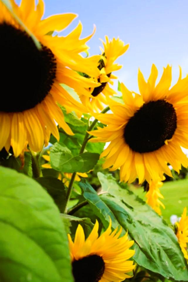 50 Seeds of Sunflower, Planting, Fast Growing - Etsy