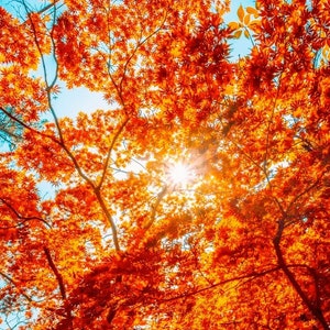 40 Red Maple Seeds, Fast Growing Tree, Acer Rubrum Seeds, Tree Seeds ...