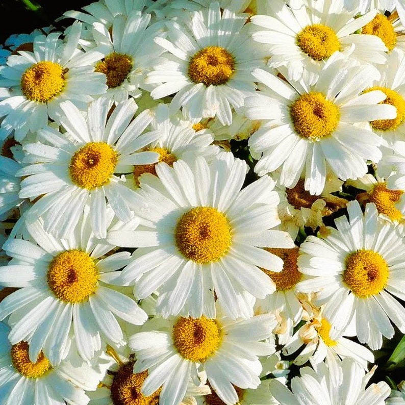 200 Seeds of Shasta Daisy Flower, Fresh Flower, Fast Growing, Non GMO ...