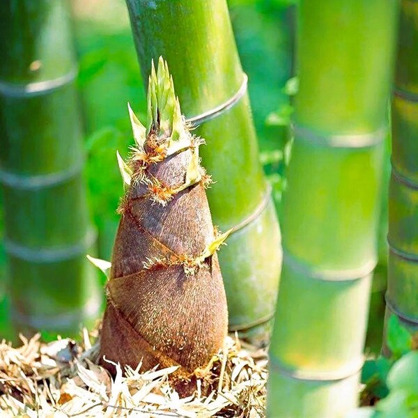 Giant Bamboo Seed - Etsy