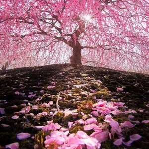 5 Seeds of Japanese weeping Sakura Tree, Fast Growing - Etsy