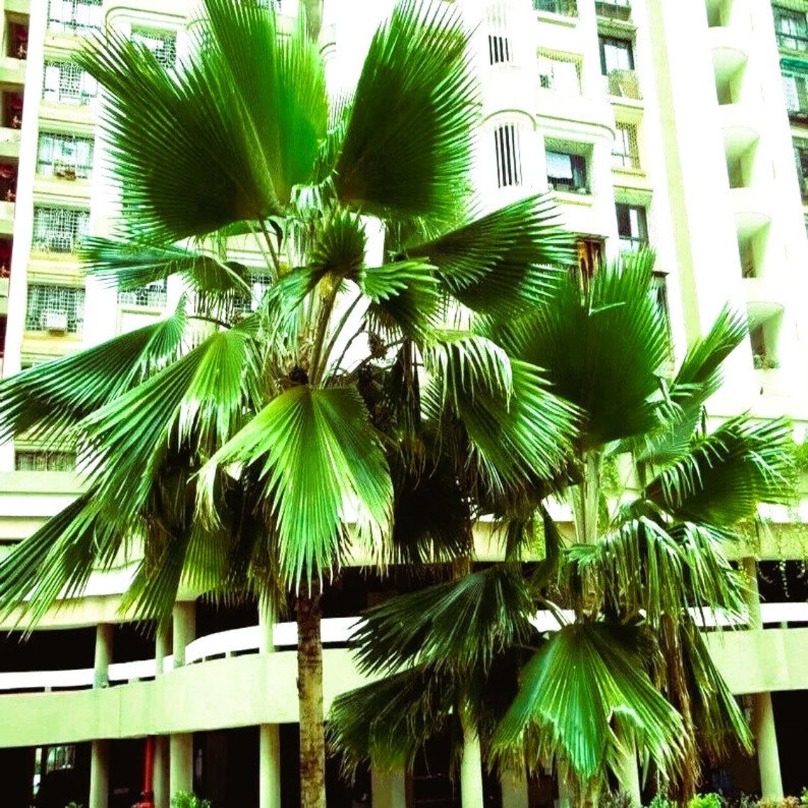 10 Seeds of Fiji Fan Palm Tree, Indoor, Fast Growing, Perennial - Etsy