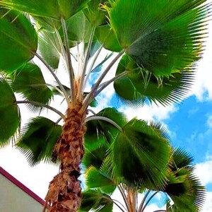 10 Seeds of Fiji Fan Palm Tree, Indoor, Fast Growing, Perennial - Etsy