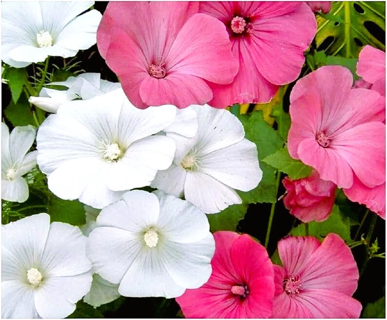 30 Seeds of Rose Mallow Mixed, Fast Growing, Fresh Flower - Etsy