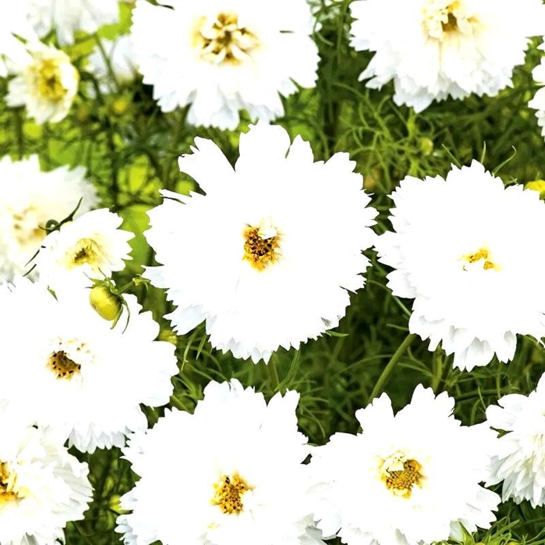 10 Seeds of Double Dutch White Cosmos Flower, Fresh Flower, Fast ...
