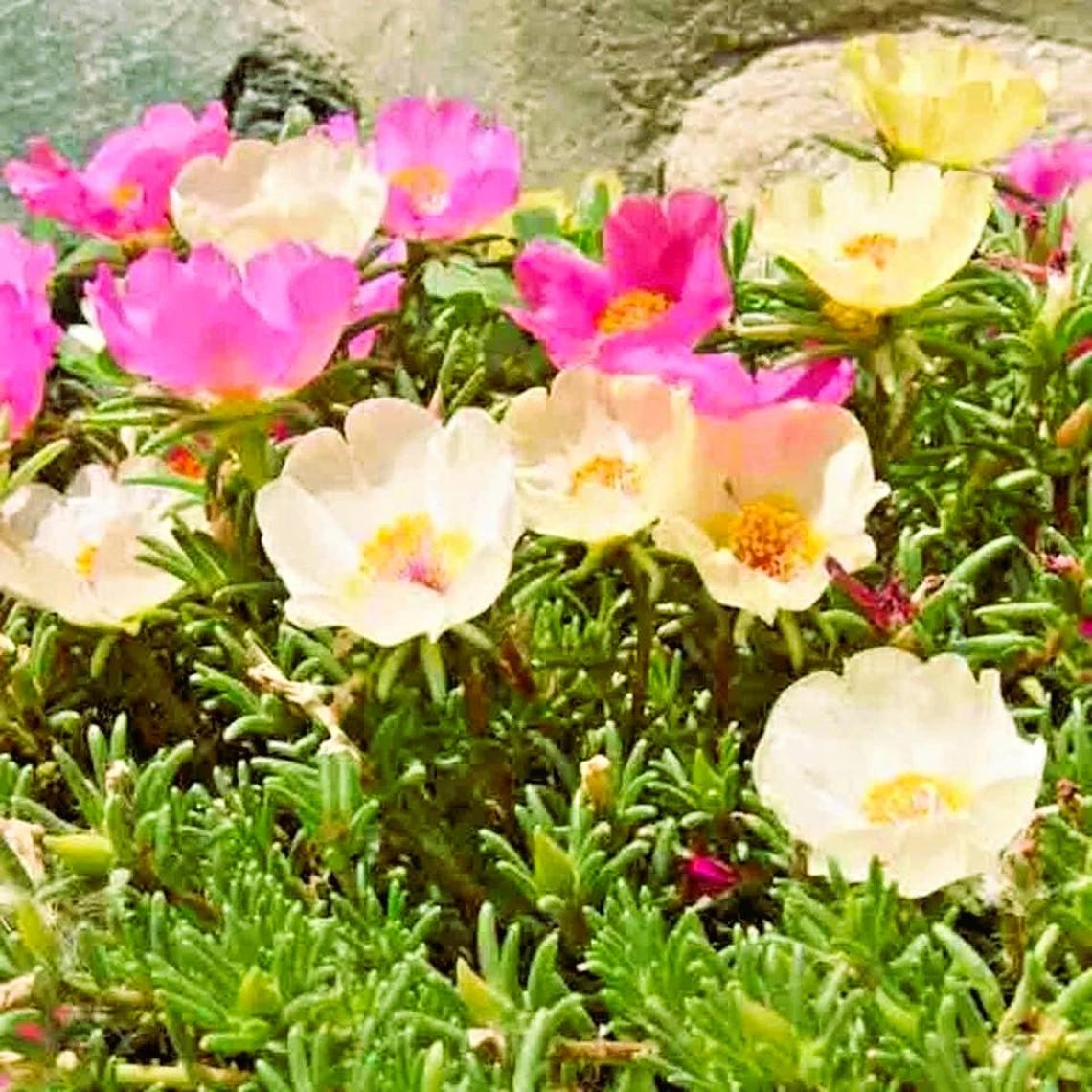 3000 Seeds of Moss Rose Mix Flower, Groundcover, Non GMO - Etsy