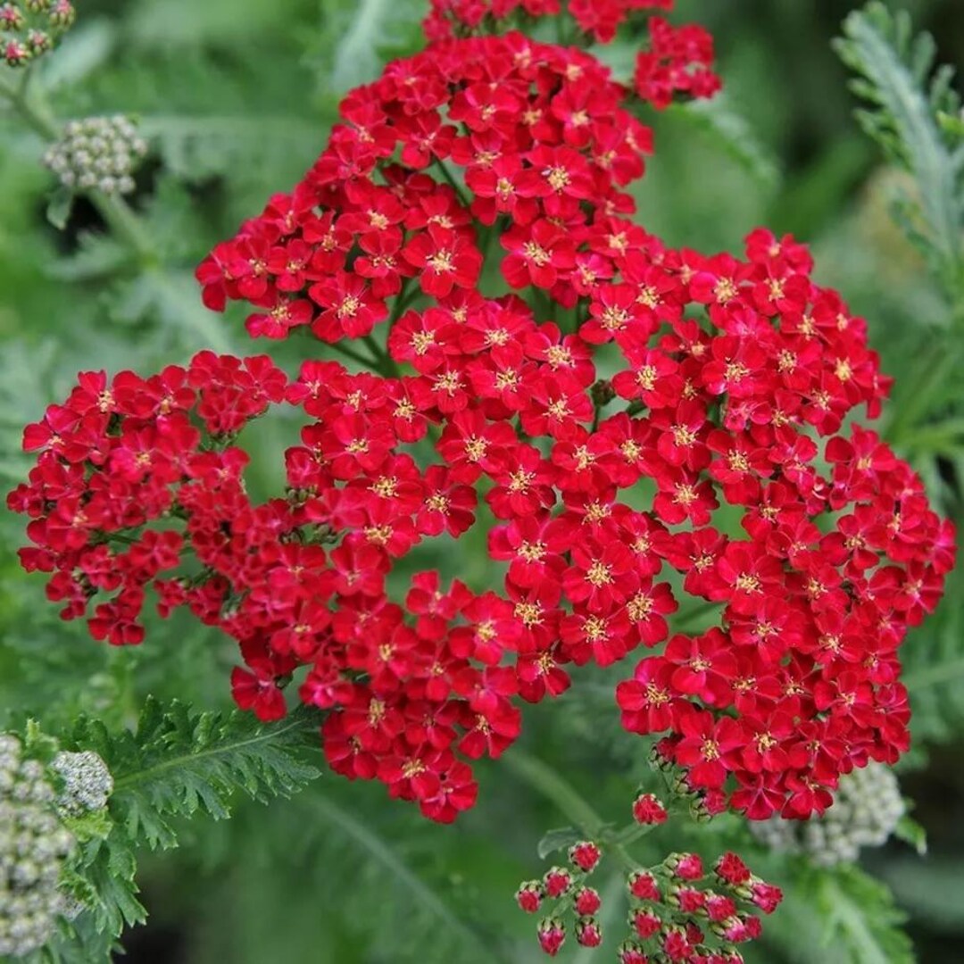 3500 Seeds of Red Yarrow, Fast Growing, Easy Grow - Etsy