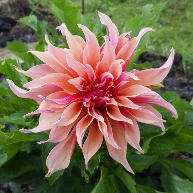 100 Pink Labyrinth Dahlia Seeds Perennial Authentic Seeds Fast Growing ...