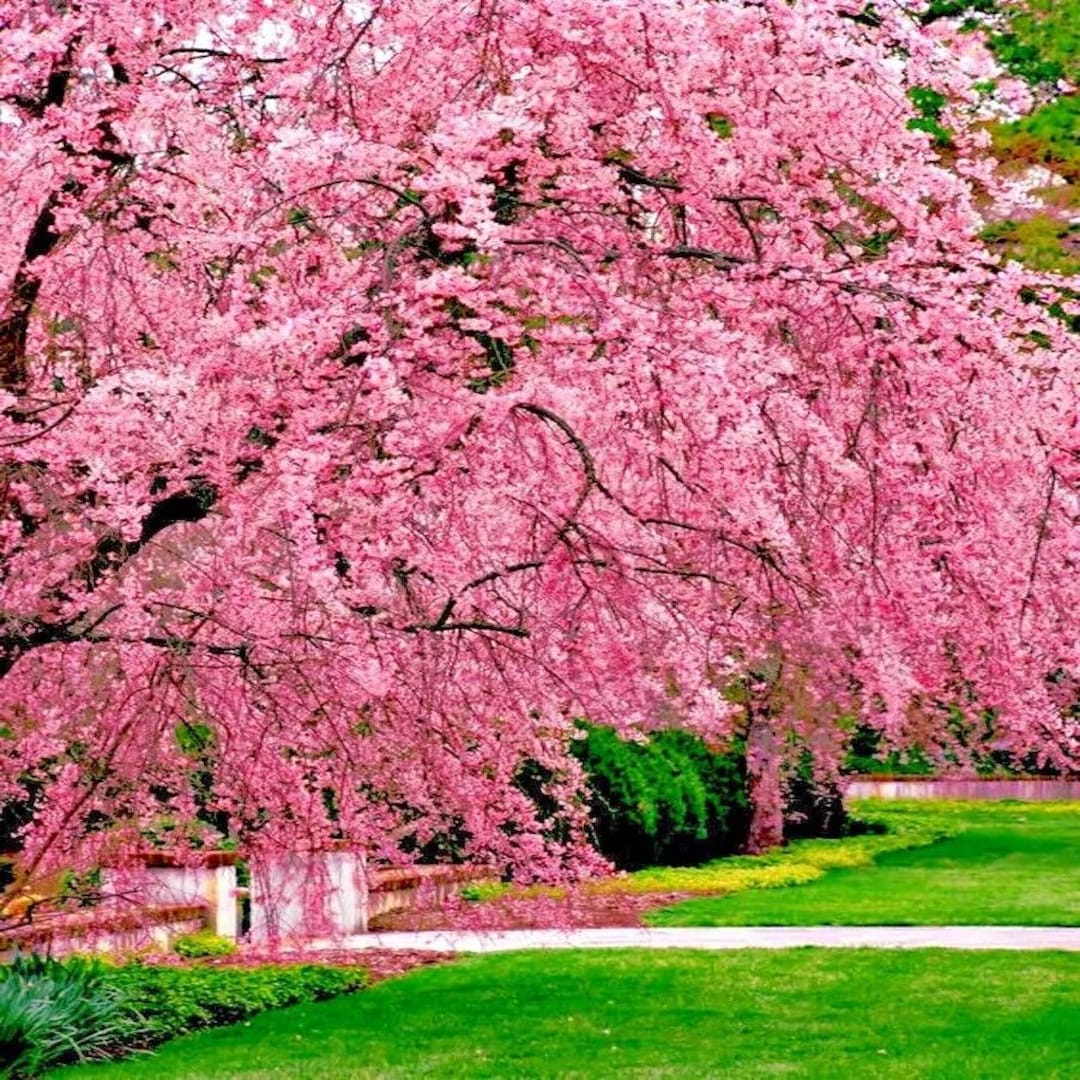 5 Seeds of Japanese weeping Sakura Tree, Fast Growing - Etsy
