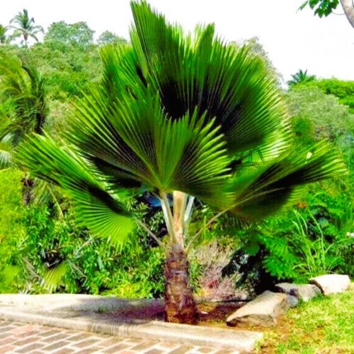 10 Seeds of Fiji Fan Palm Tree, Indoor, Fast Growing, Perennial - Etsy