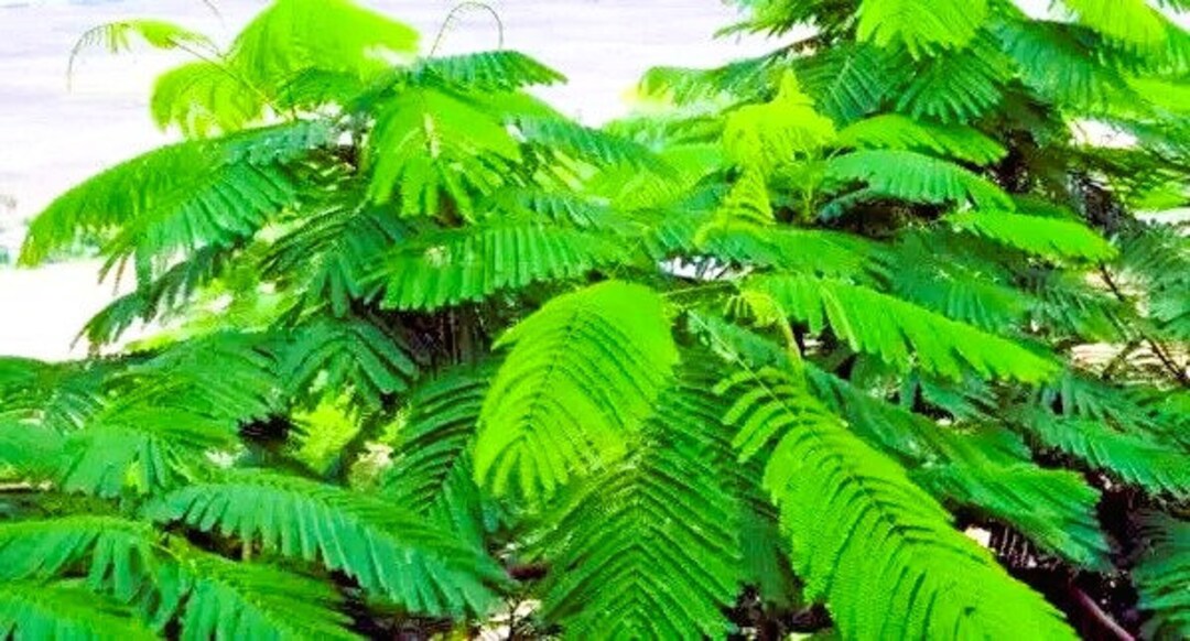 5 Seeds of Royal Poinciana Red Flame Tree delonix Regia, Tropical ...