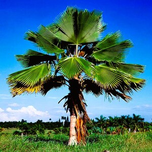10 Seeds of Fiji Fan Palm Tree, Indoor, Fast Growing, Perennial - Etsy