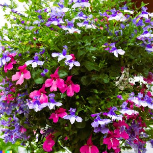 100 Seeds of Cascade Lobelia Mix, Fast Growing, Fresh Flower - Etsy