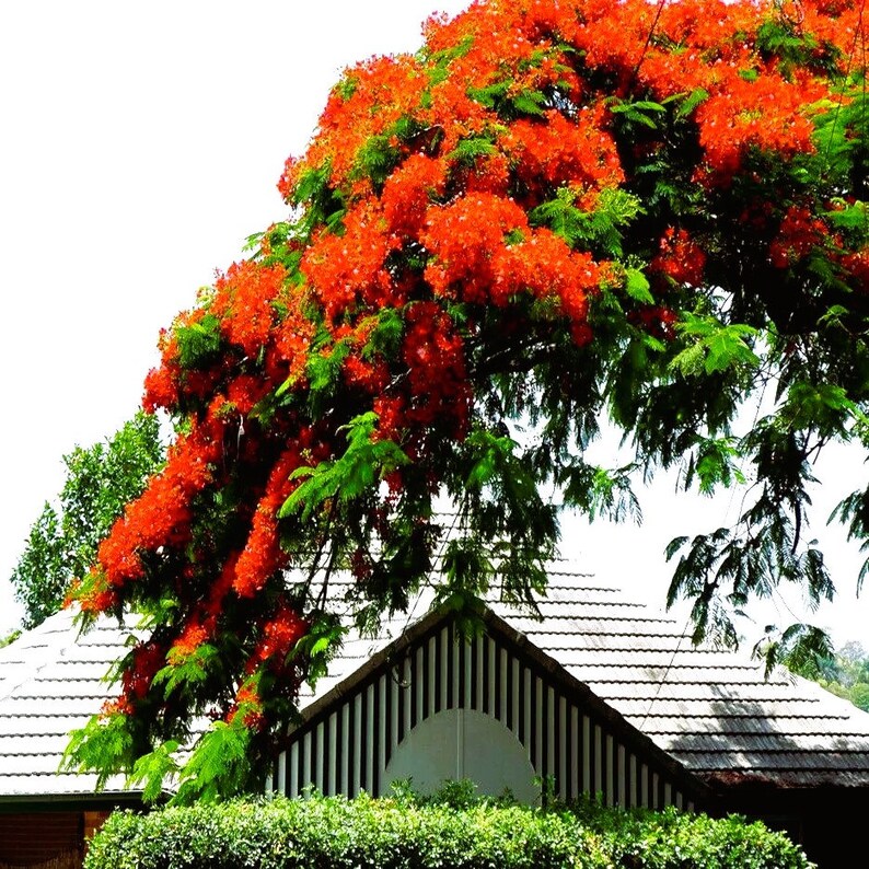 5 Royal Poinciana Red Flame Tree Seeds, Delonix Regia, Non-gmo, Organic ...