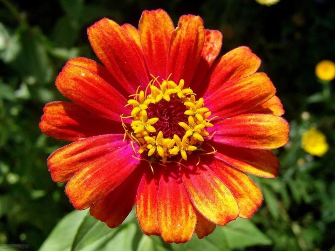 50 CAROUSEL MIX ZINNIA Elegans Carrousel Whirligig Mixed Colors Bicolor ...