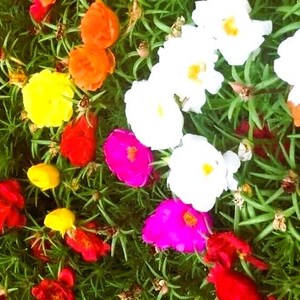 3000 Seeds of Moss Rose Mix Flower, Groundcover, Non GMO - Etsy