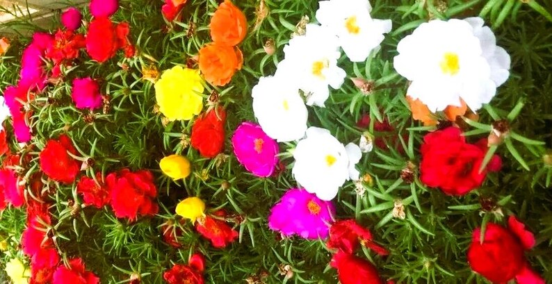 3000 Seeds of Moss Rose Mix Flower, Groundcover, Non GMO - Etsy