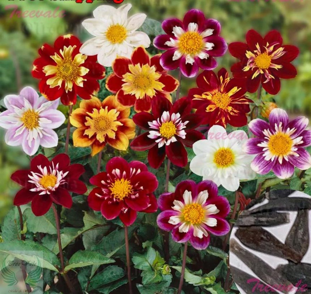 30 Dahlia Seeds Dahlia Variabilis Dandy Mix Seeds Flower Seeds - Etsy