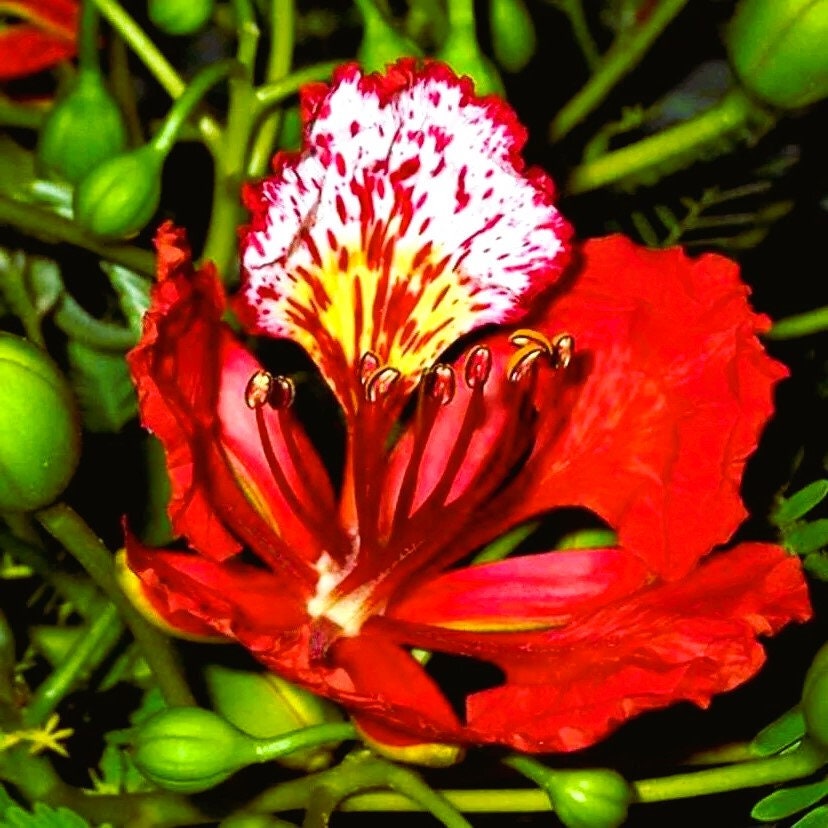 5 Royal Poinciana Red Flame Tree Seeds, Delonix Regia, Non-gmo, Organic ...