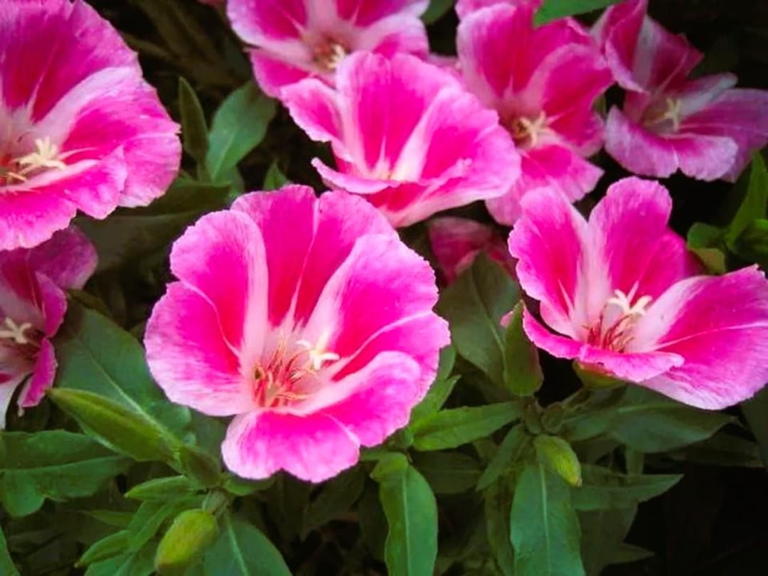 300 Seeds of Clarkia Farewell to Spring Flower, Non GMO, Fresh Flower ...