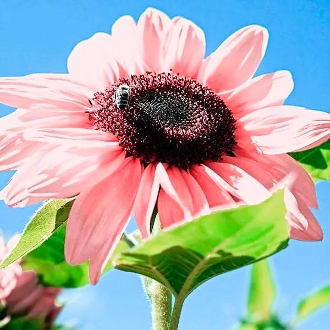20 Seeds of Pink Sunflowers, Fresh Flower, Non GMO, Fast Growing - Etsy