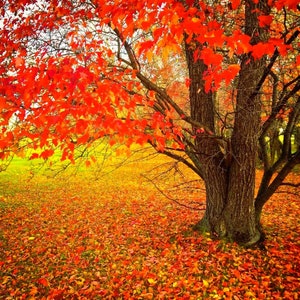 40 Red Maple Seeds, Fast Growing Tree, Acer Rubrum Seeds, Tree Seeds ...