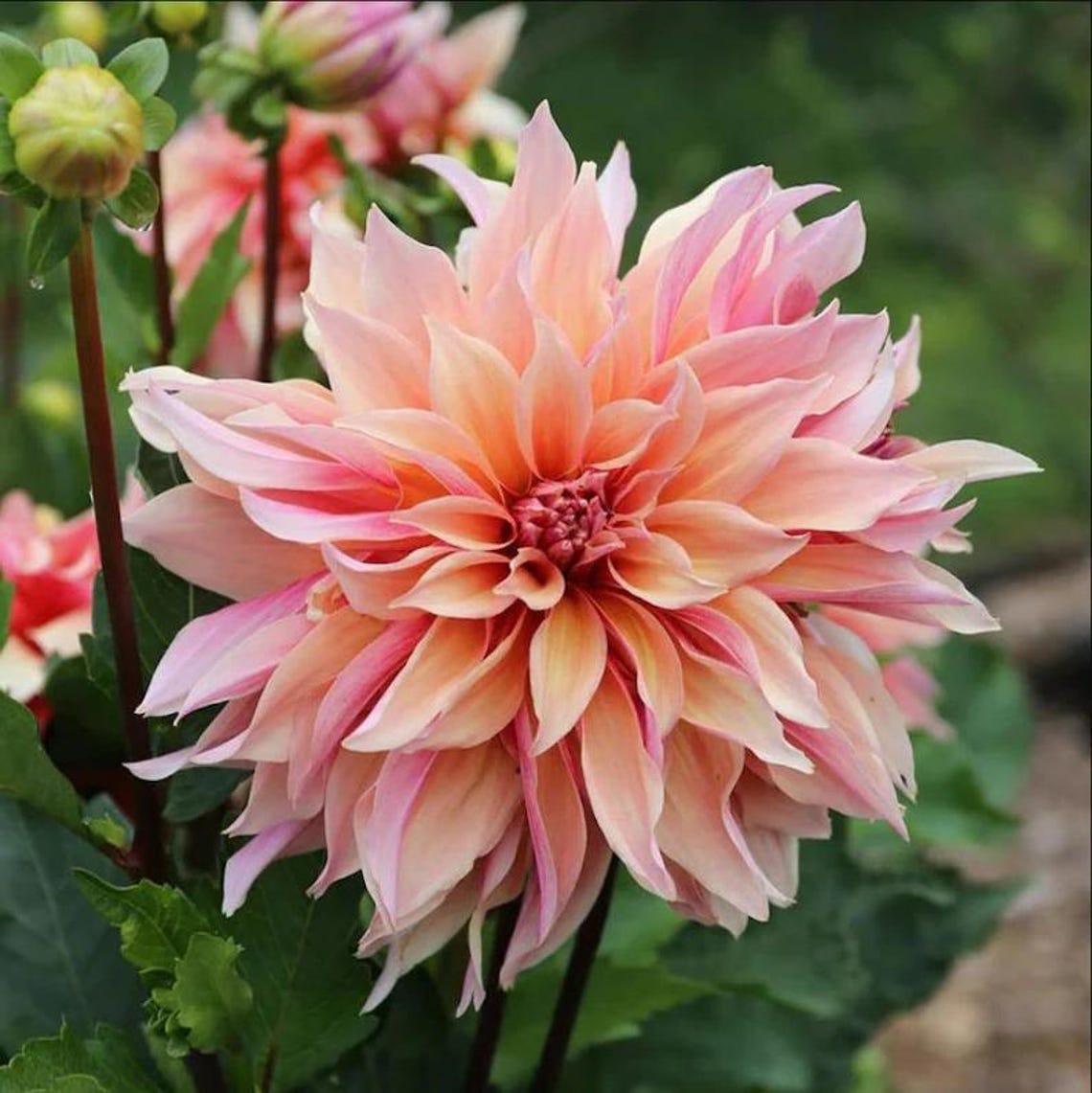 100 Pink Labyrinth Dahlia Seeds Perennial Authentic Seeds Fast Growing ...