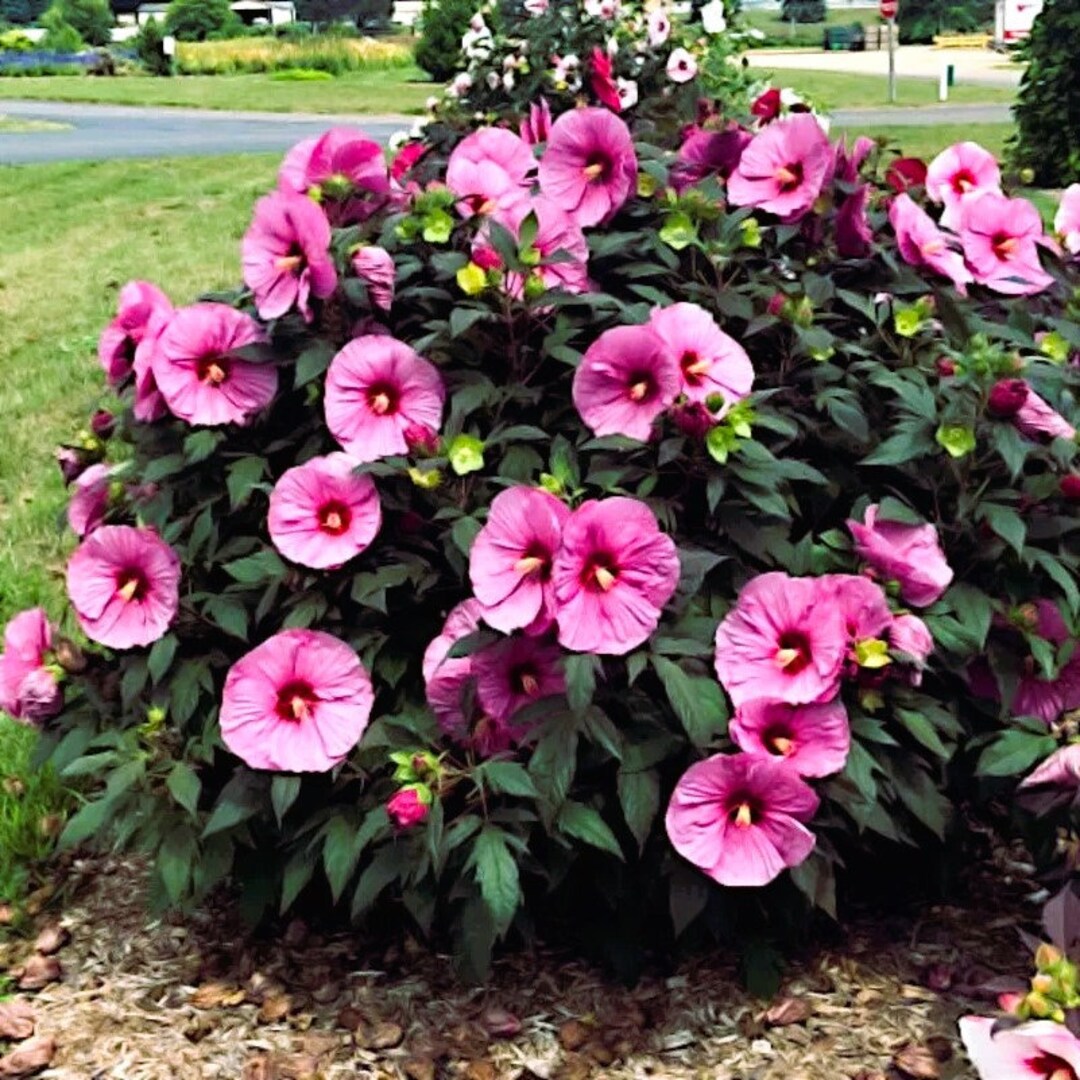 20 Seeds of Pink Swamp Mallow Rose, Fast Garden Plant, Fresh Flower - Etsy