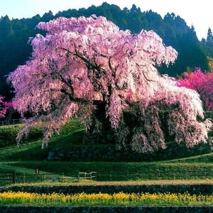 5 Seeds of Japanese weeping Sakura Tree, Fast Growing - Etsy
