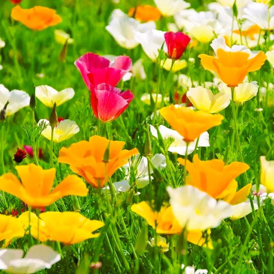 250 Seeds of California Poppy, Fresh Flower, Non GMO - Etsy