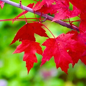 40 Red Maple Seeds, Fast Growing Tree, Acer Rubrum Seeds, Tree Seeds ...