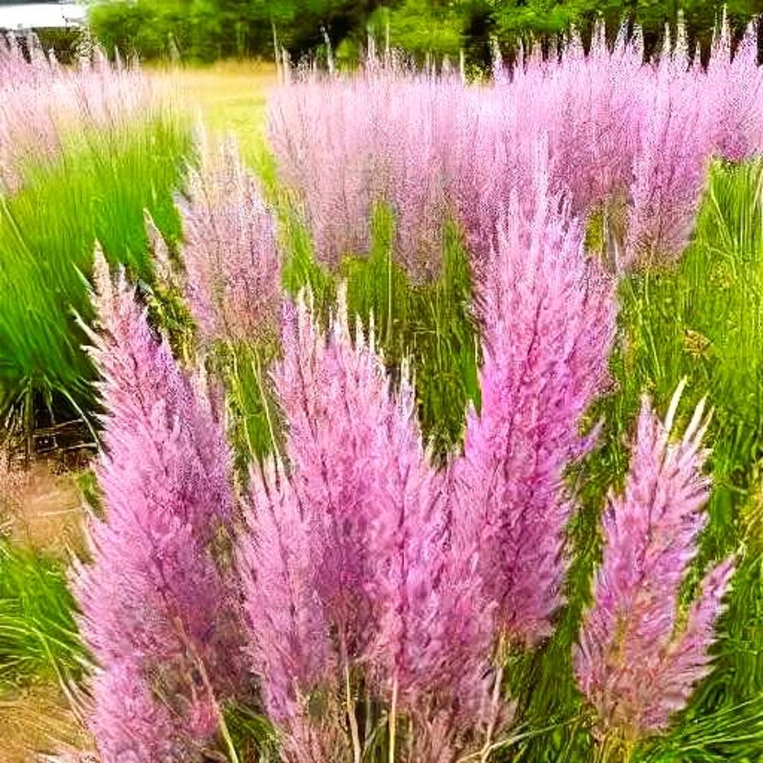 500 Seeds of Purple Love Grass, Fast Growing - Etsy