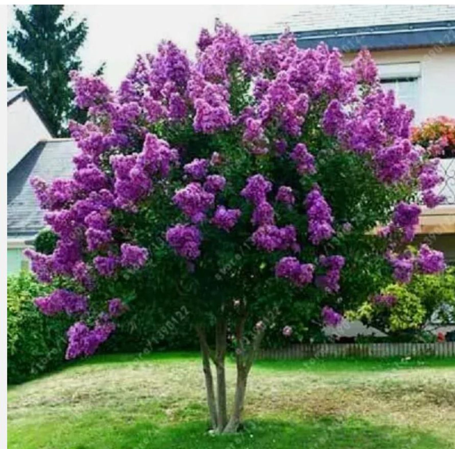 25 Japanese Tree Purple Lilac Seeds Perennial Powerful Lovely Fragrant Syringa Garden - Etsy