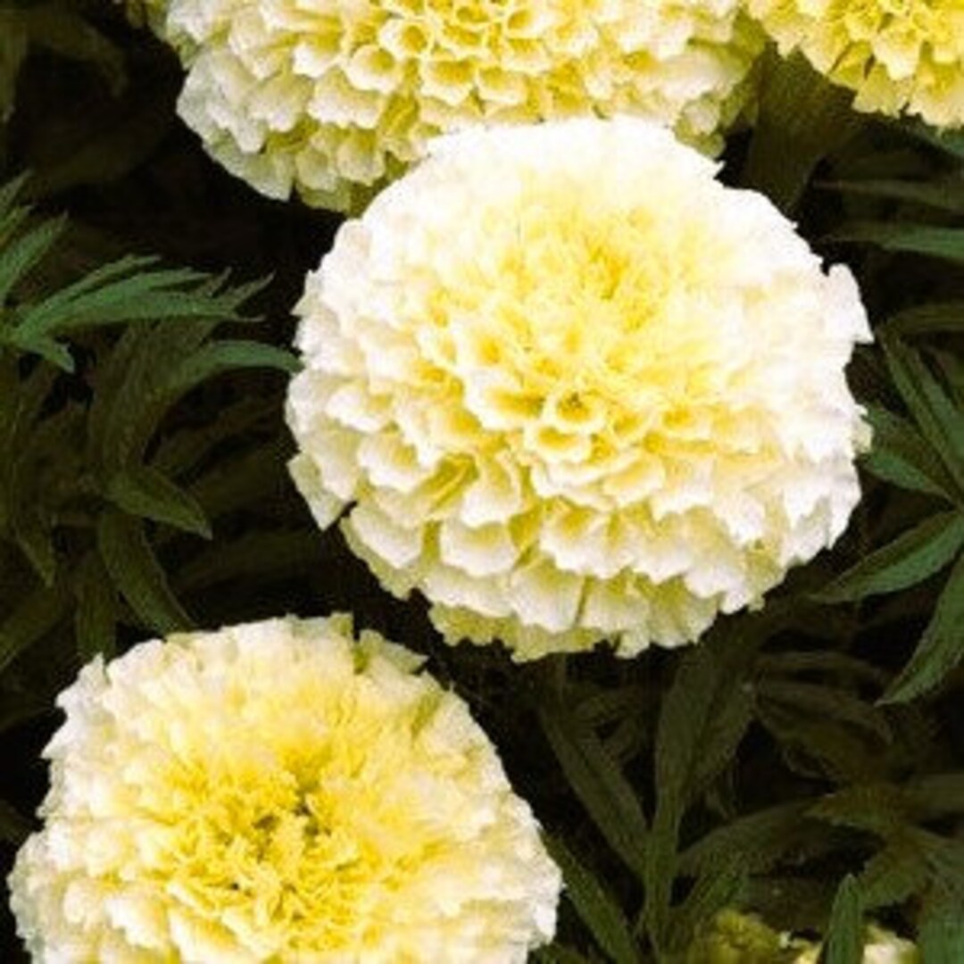25 Moonlight Marigold Non-gmo Seeds, Flower Seeds Pack, Gardening Gift ...