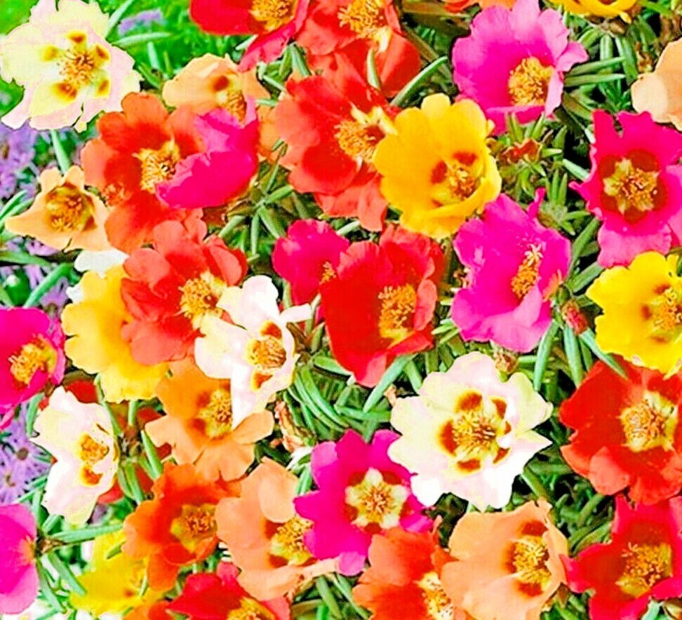 3000 Moss Rose Grandiflora Seeds Spring Mix Flowers, Groundcover for ...