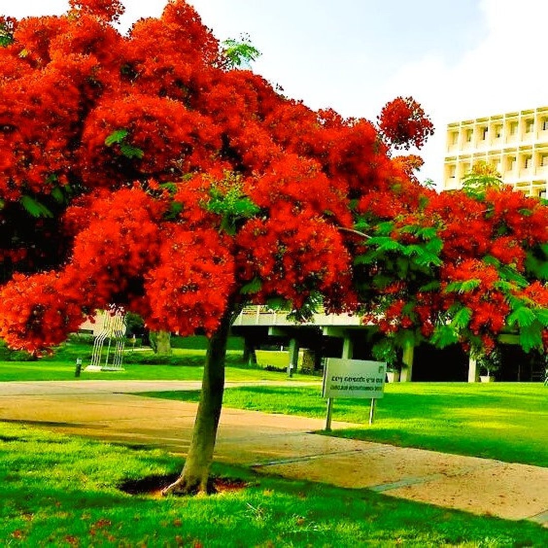 5 Royal Poinciana Red Flame Tree Seeds, Delonix Regia, Non-gmo, Organic ...
