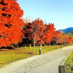 40 Red Maple Seeds, Fast Growing Tree, Acer Rubrum Seeds, Tree Seeds ...