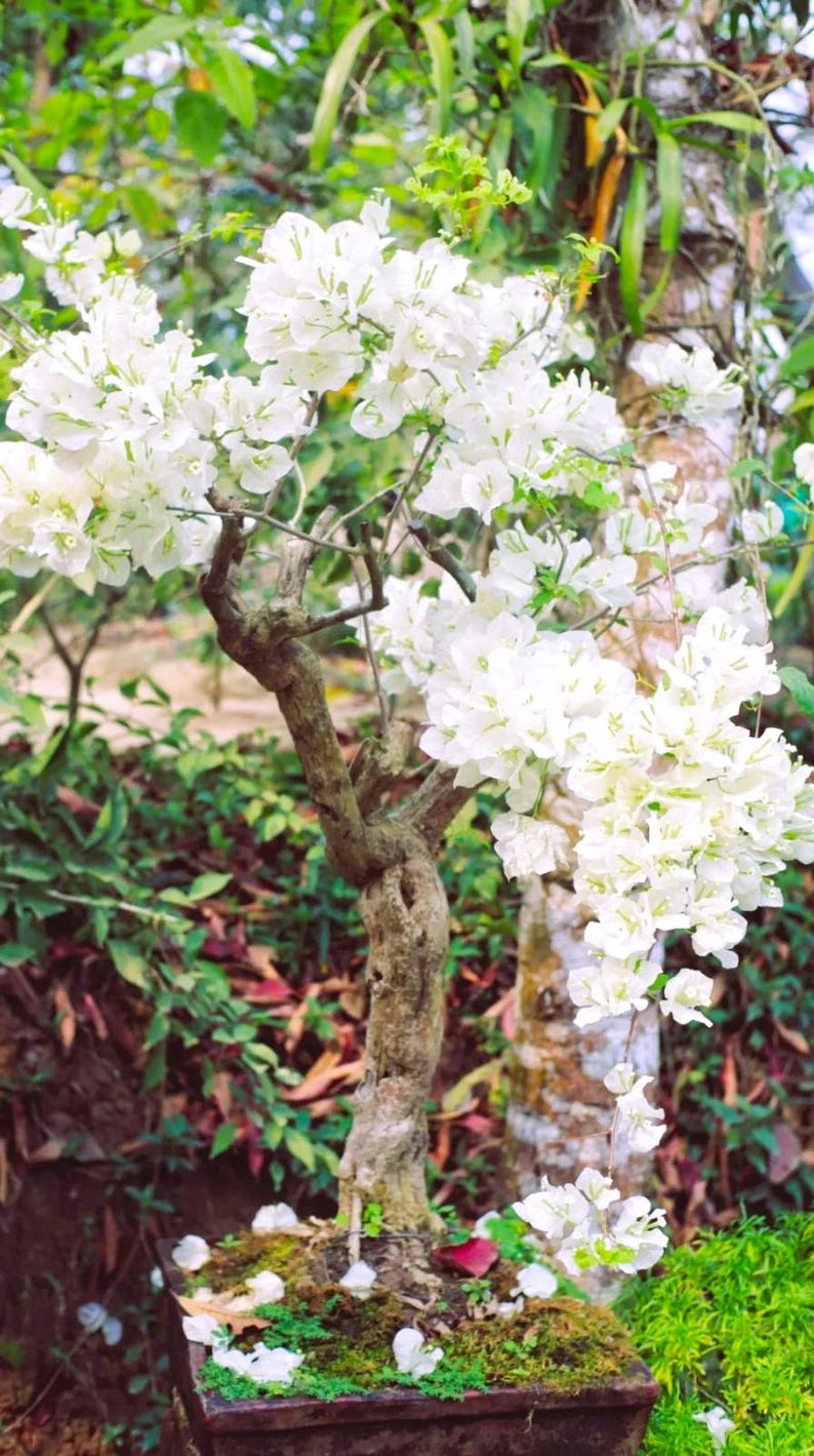 10 Seeds of White Orchid Tree, Fast Growing, Outdoor - Etsy