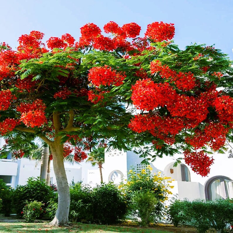 5 Royal Poinciana Red Flame Tree Seeds, Delonix Regia, Non-gmo, Organic ...